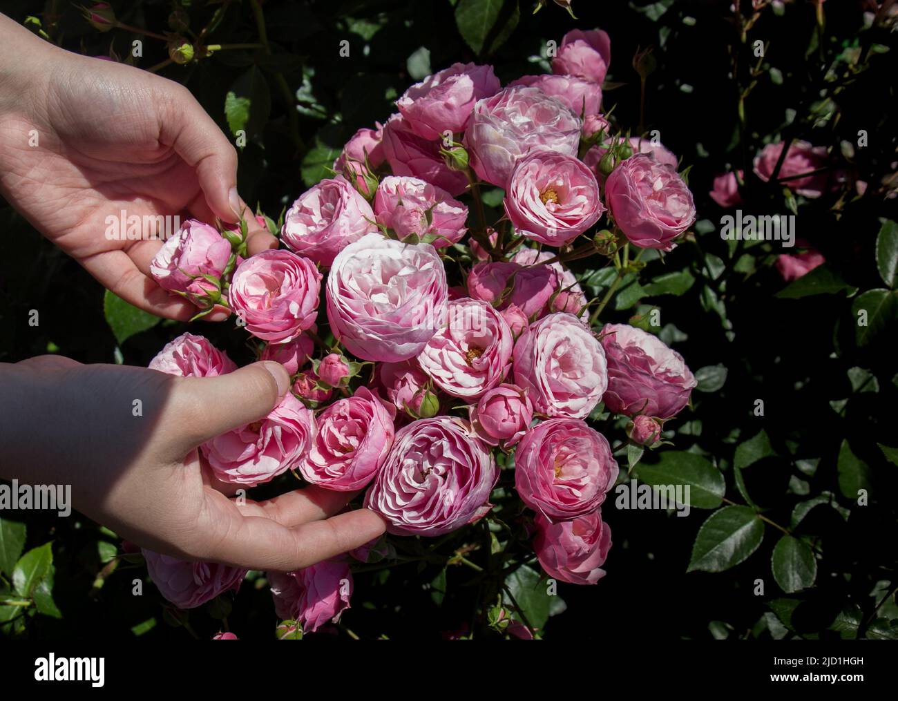 Beautiful fresh roses in hand Stock Photo - Alamy