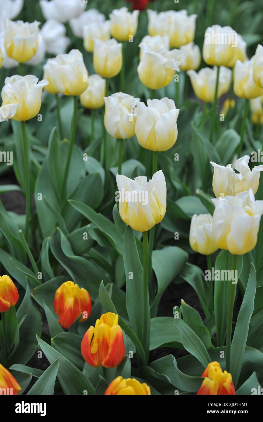 Yellow and white Triumph tulips (Tulipa) Nobu Aoki bloom in a garden in ...