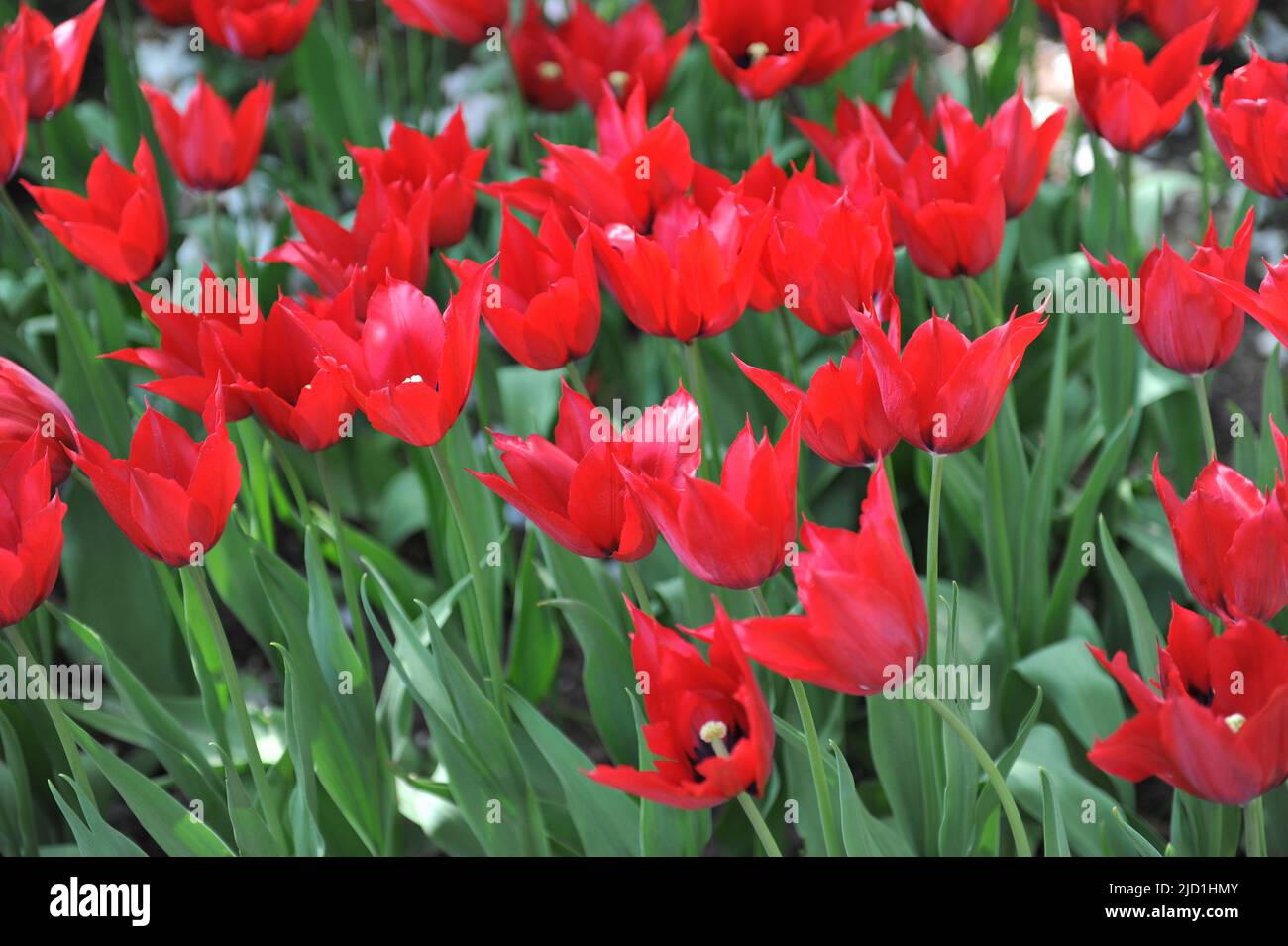 Red lily-flowered tulips (Tulipa) Norma Major bloom in a garden in ...