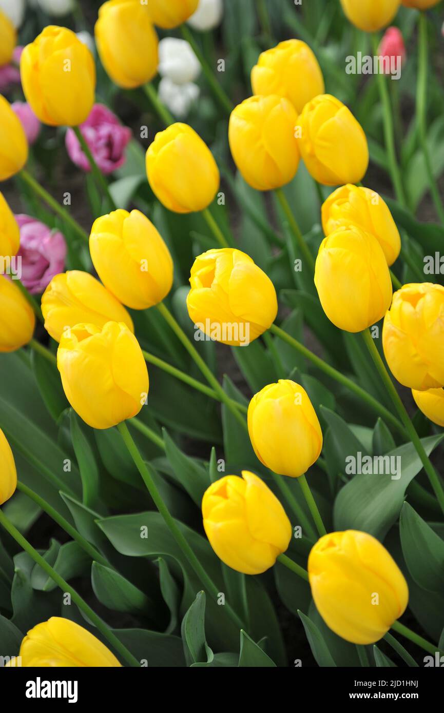 Yellow Darwin Hybrid tulips (Tulipa) Novi Sun bloom in a garden in March Stock Photo - Alamy