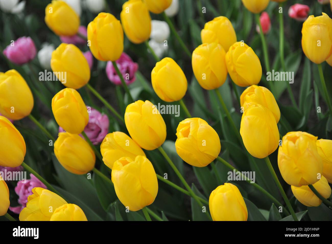 Yellow Darwin Hybrid tulips (Tulipa) Novi Sun bloom in a garden in March Stock Photo - Alamy