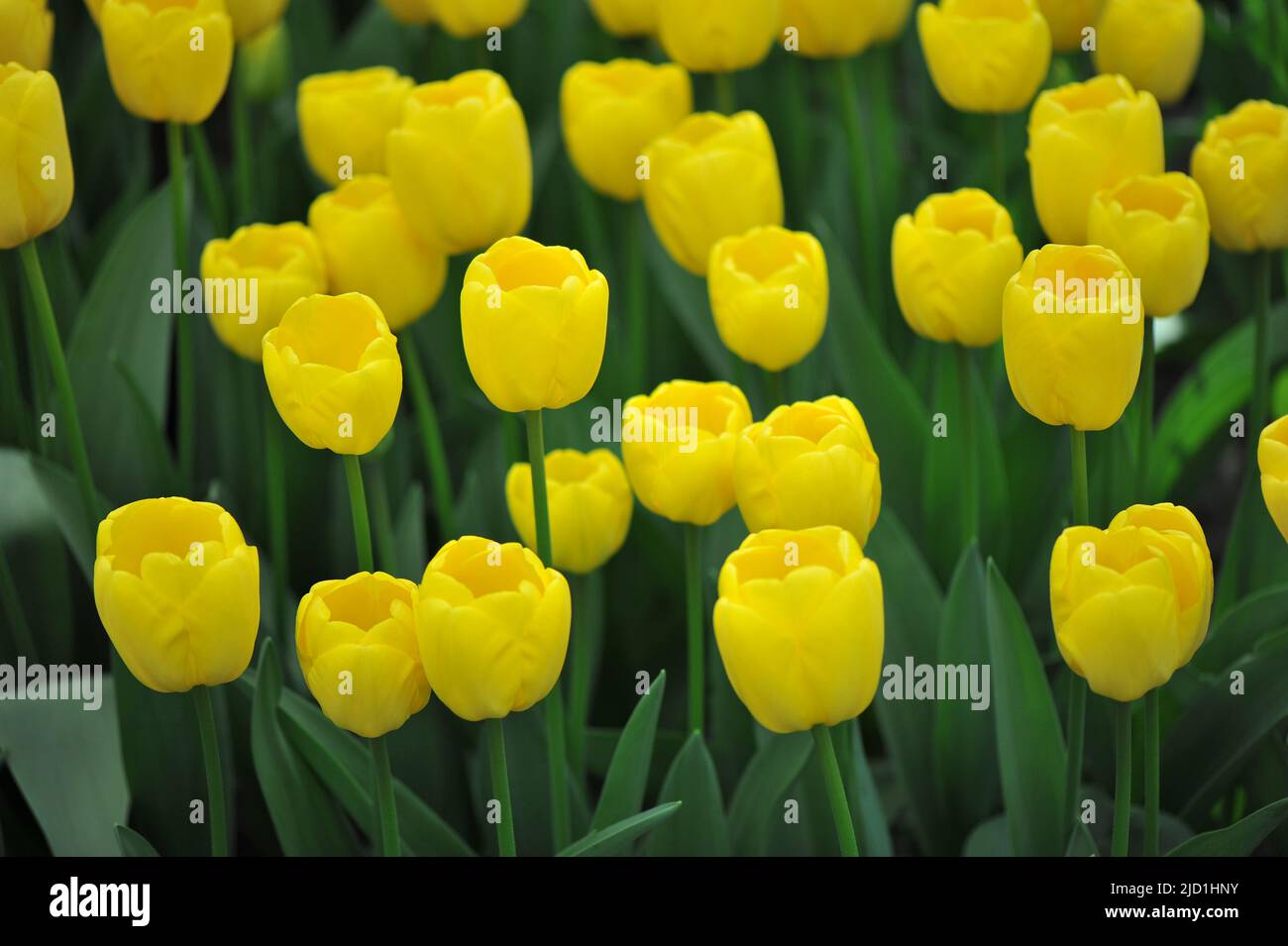 Yellow Darwin Hybrid tulips (Tulipa) Novi Sun bloom in a garden in ...