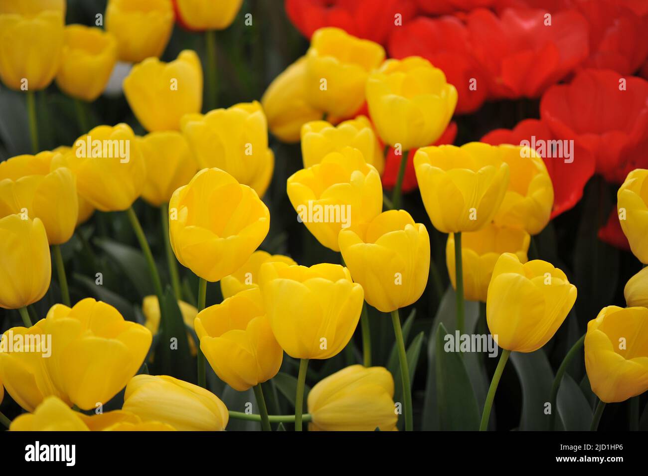 Yellow Darwin Hybrid tulips (Tulipa) Novi Sun bloom in a garden in ...