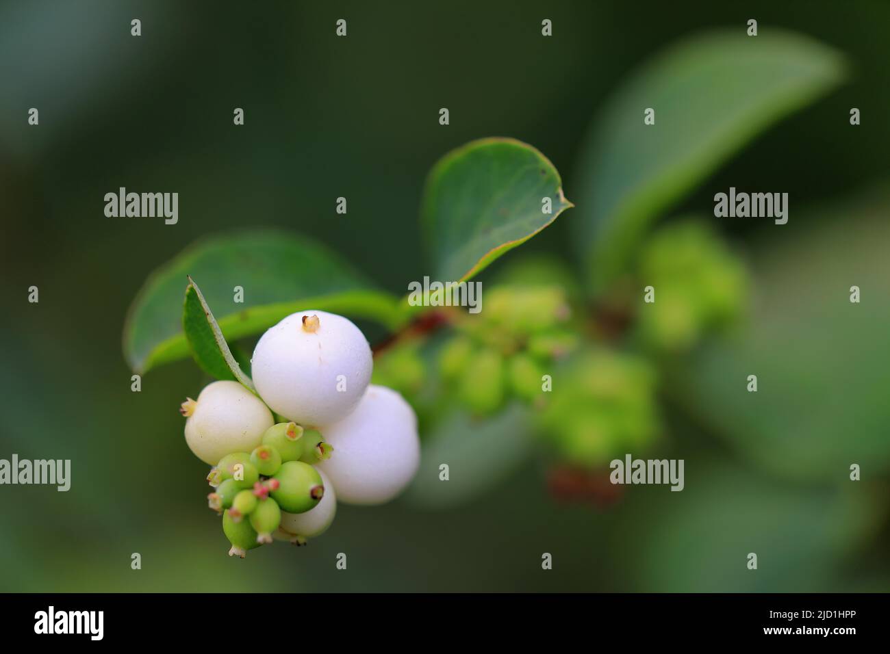 Snowberry (Symphoricarpos) in fruit stand, shrub, bush, NSG Kreuzbuehl ...