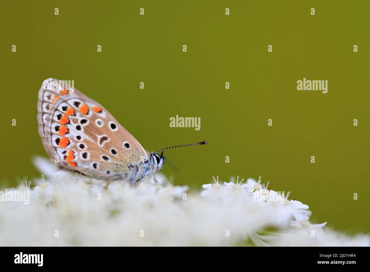 Gossamer winged butterfly (Lycaenidae), Upper Danube nature Park, Baden ...
