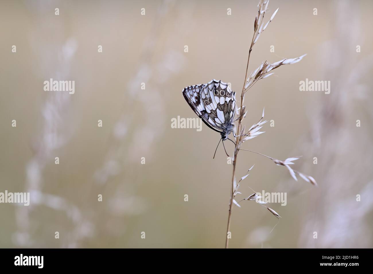 Checkered butterfly (Melanargia galathea), butterfly (Satyrinae ...