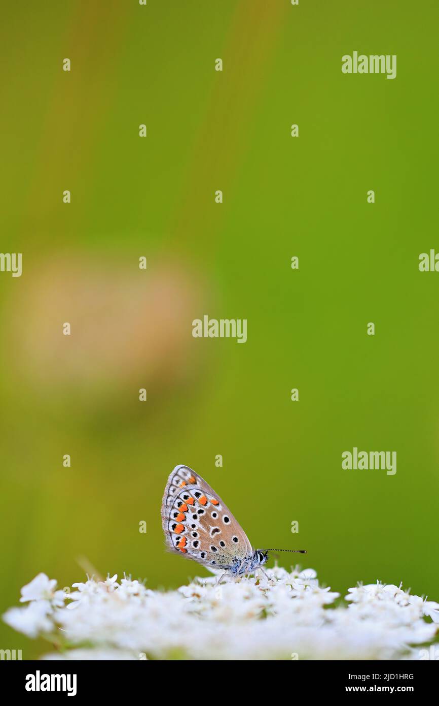 Gossamer winged butterfly (Lycaenidae), Upper Danube nature Park, Baden ...