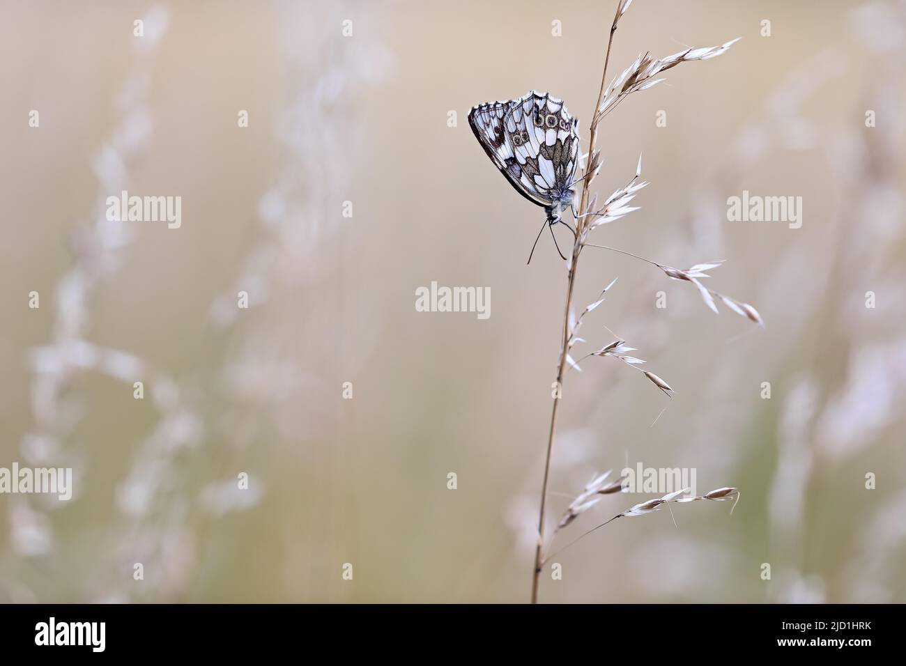 Checkered butterfly (Melanargia galathea), butterfly (Satyrinae ...