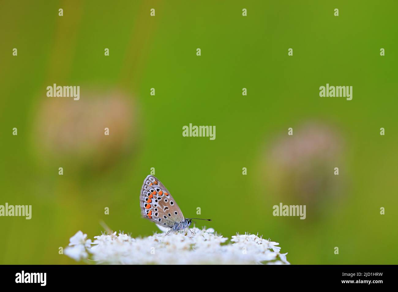 Gossamer winged butterfly (Lycaenidae), Upper Danube nature Park, Baden ...