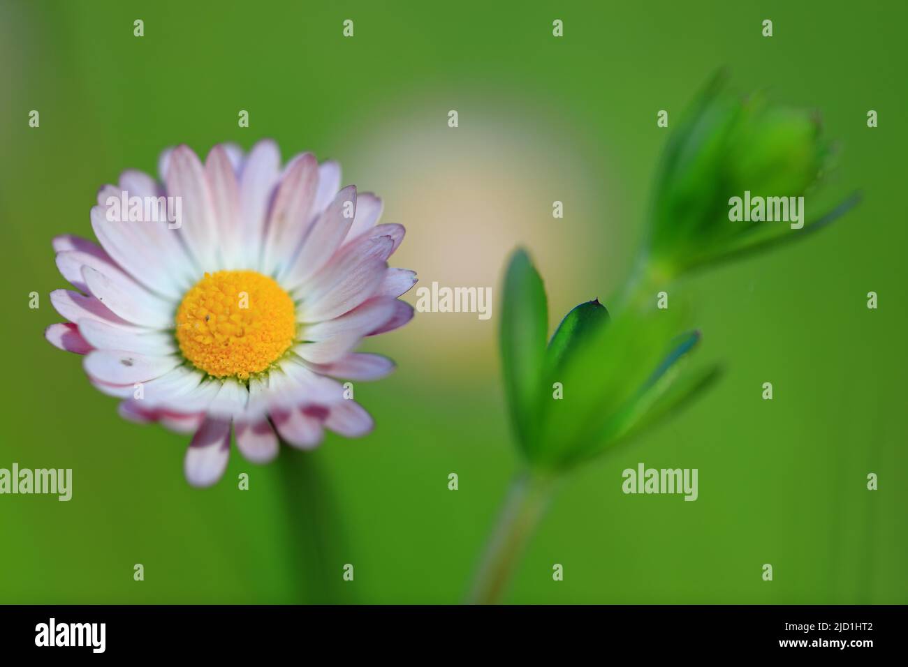 Perennial common daisy (Bellis perennis), Asteraceae, Krauchenwies ...