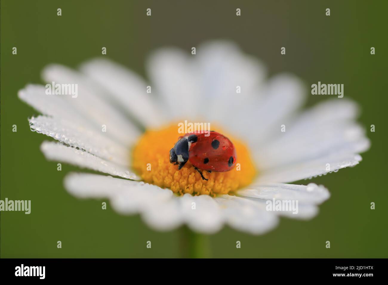 Ladybird (Coccinellidae) on a leucanthemum vulgare (Chrysanthemum ...