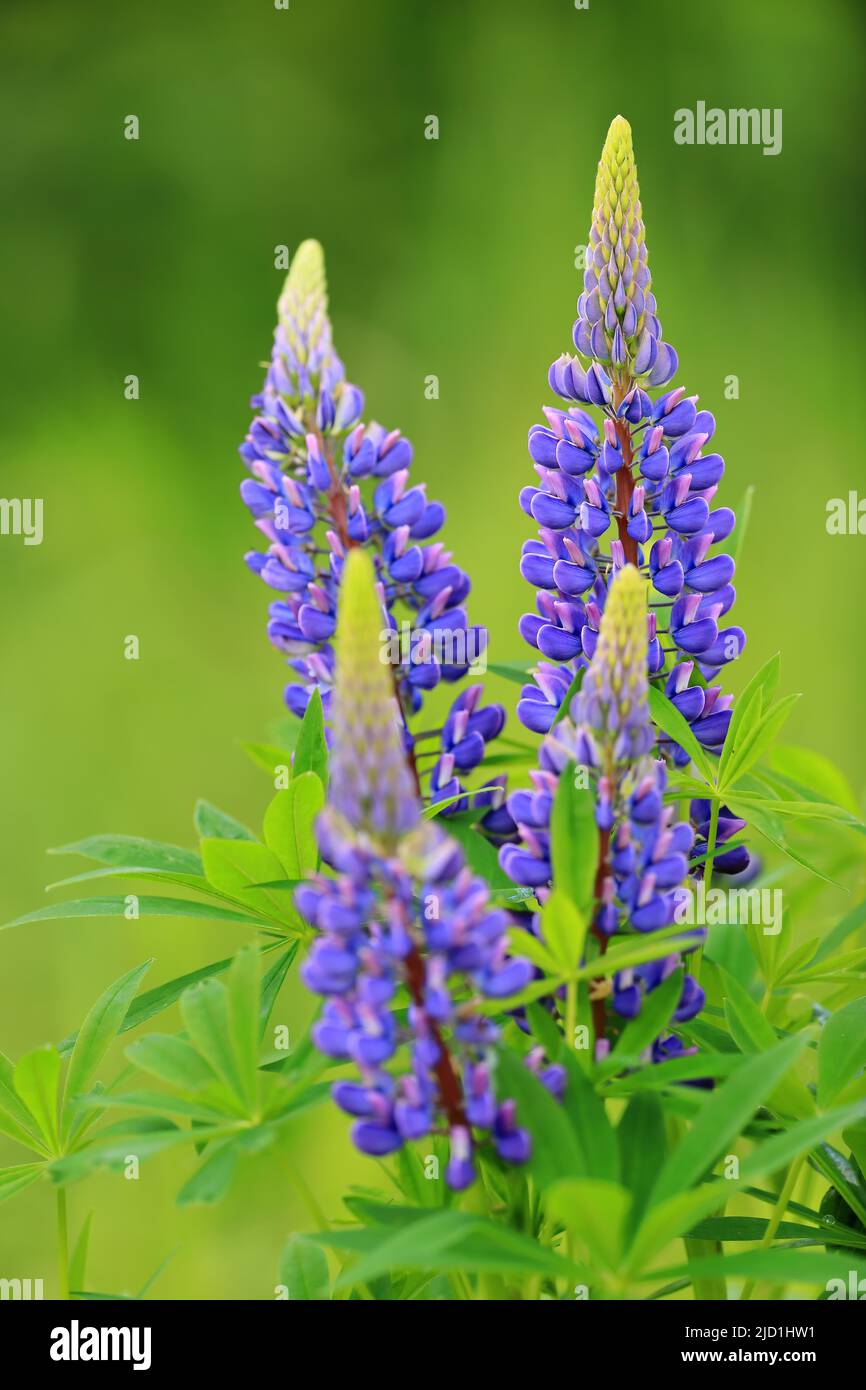 Lupinia (Lupinus), legume (Fabaceae), Krauchenwies, Upper Danube nature ...