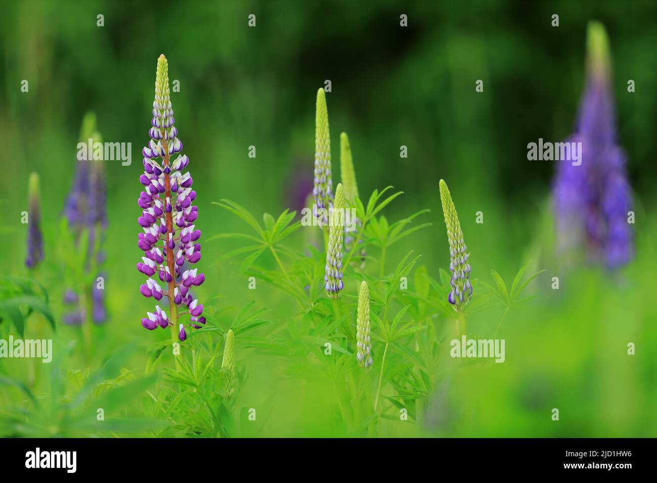 Lupinia (Lupinus), legume (Fabaceae), Krauchenwies, Upper Danube nature ...