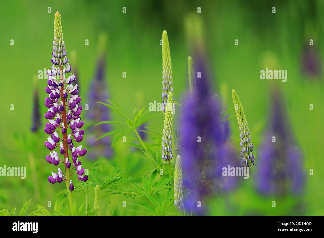 Lupinia (Lupinus), legume (Fabaceae), Krauchenwies, Upper Danube nature ...