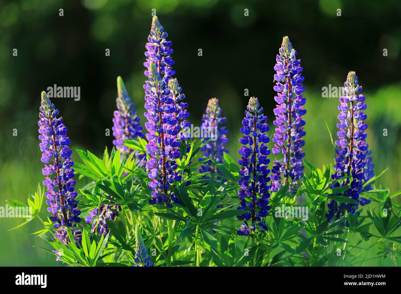 Lupinia (Lupinus), legume (Fabaceae), Krauchenwies, Upper Danube nature ...