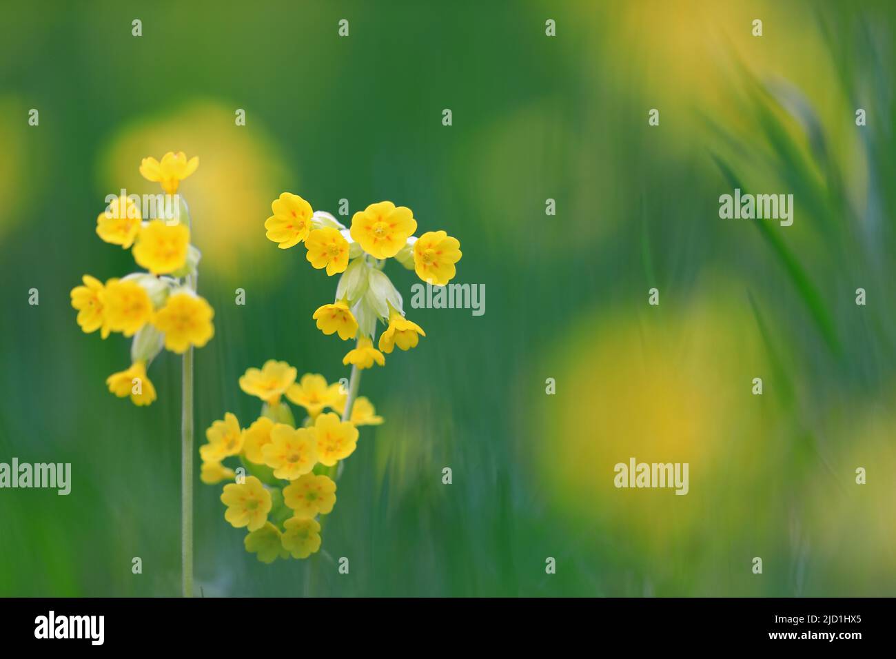 Common cowslip (Primula veris), primrose family (Primulaceae ...