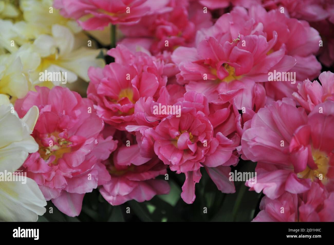 Pink peony-flowered Double Early tulips (Tulipa) Oeral bloom in a ...