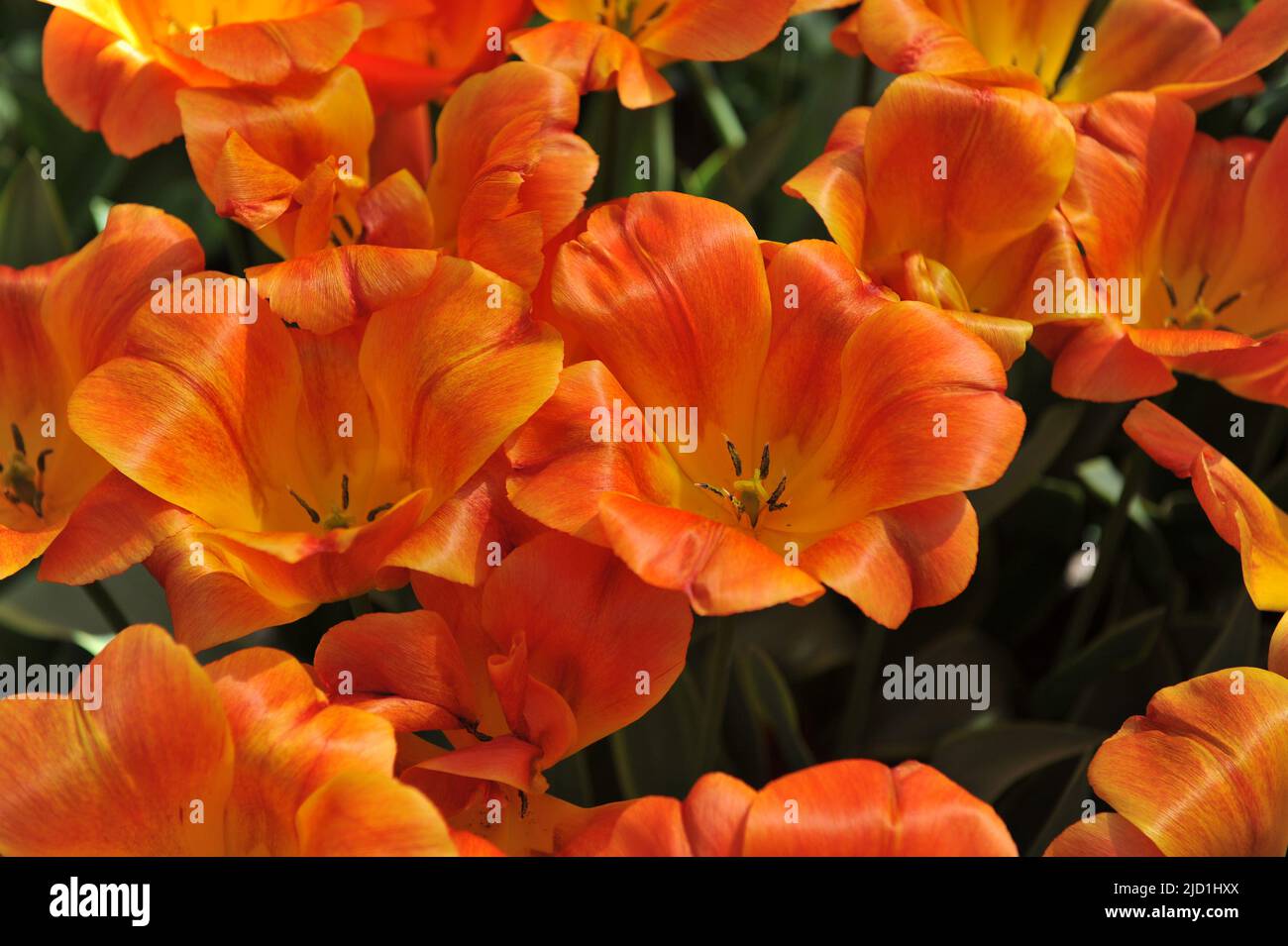 Orange Triumph tulips (Tulipa) Okura with variegated leaves bloom in a ...