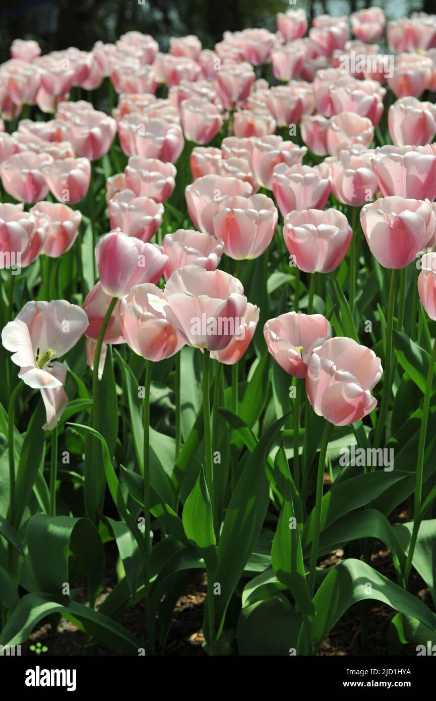 Pink and white Darwin Hybrid tulips (Tulipa) Ollioules bloom in a ...