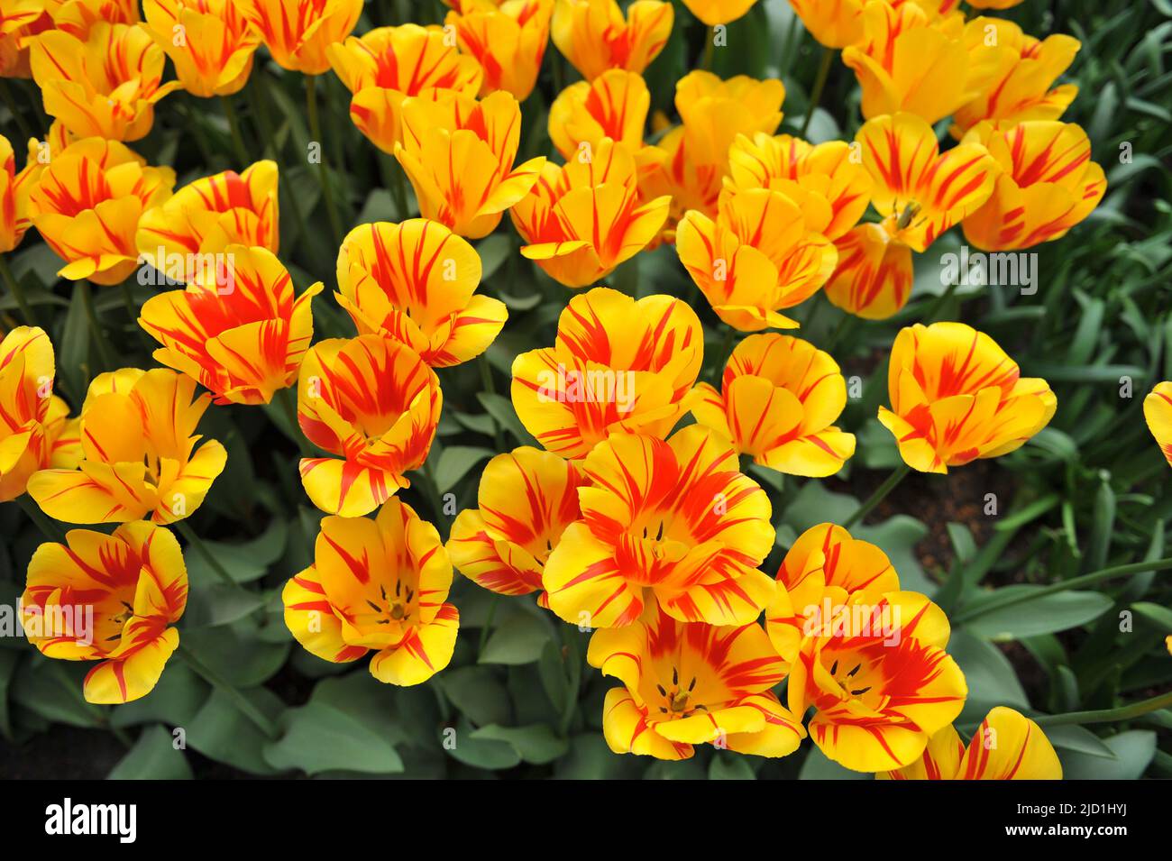 Yellow and red Darwin Hybrid tulips (Tulipa) Olympic Flame bloom in a ...