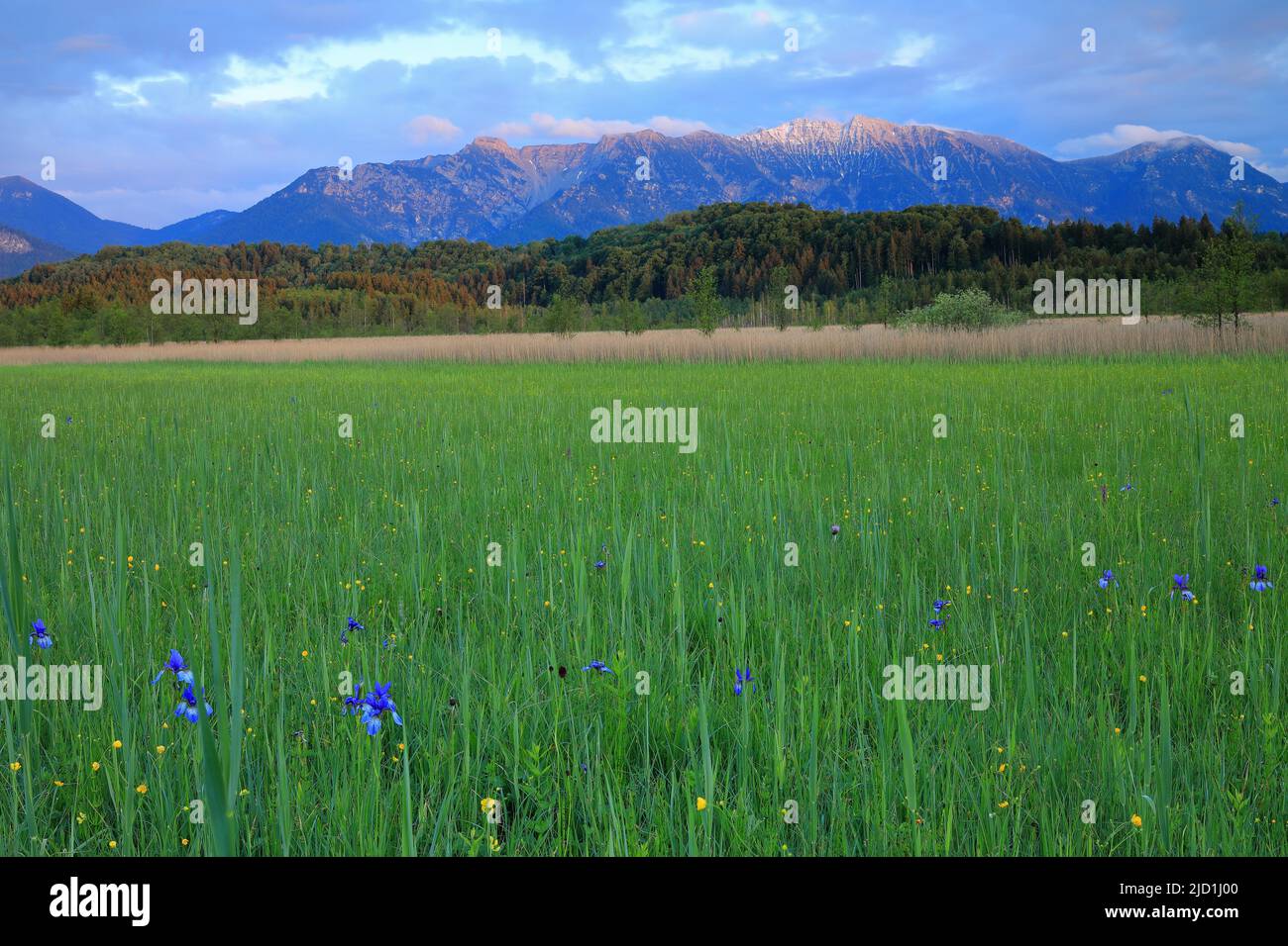 Siberian iris (Iris sibirica), Liliaceae, Ranunculus, Ranunculaceae ...