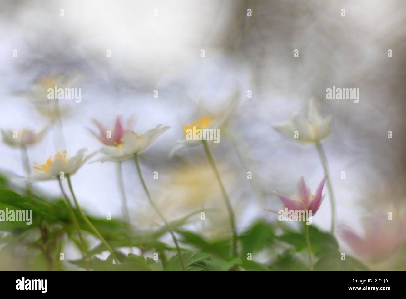 Wood anemone (Anemone nemorosa), Ranunculaceae, flower, spring, edge of ...
