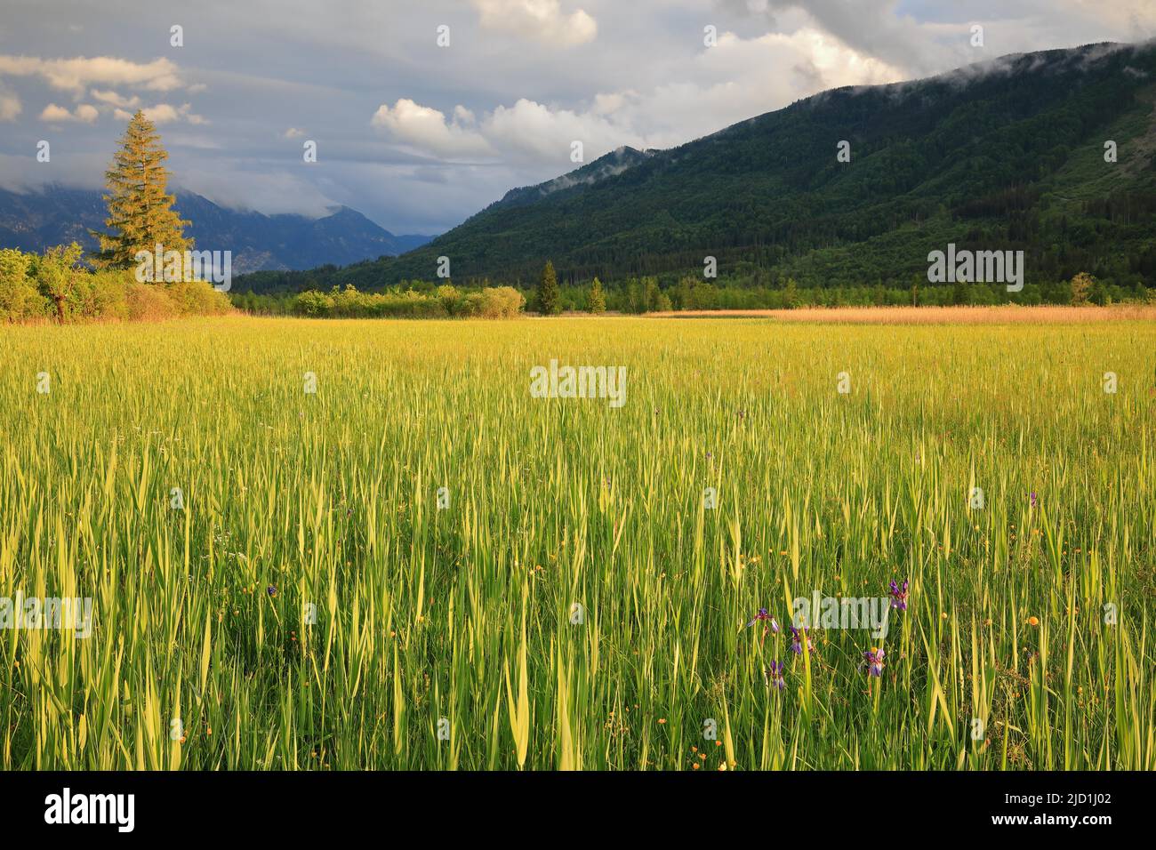 Siberian iris (Iris sibirica), Liliaceae, Ranunculus, Ranunculaceae ...