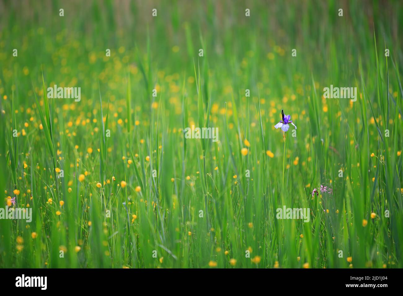 Siberian iris (Iris sibirica), Liliaceae, Ranunculus, Ranunculaceae ...