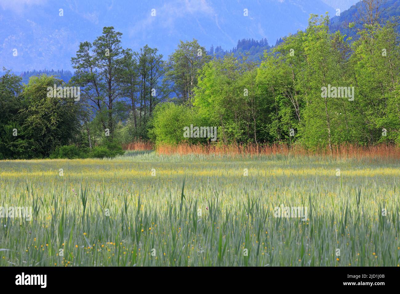 Buttercup (Ranunculus), Ranunculaceae Common reed (Phragmites australis ...