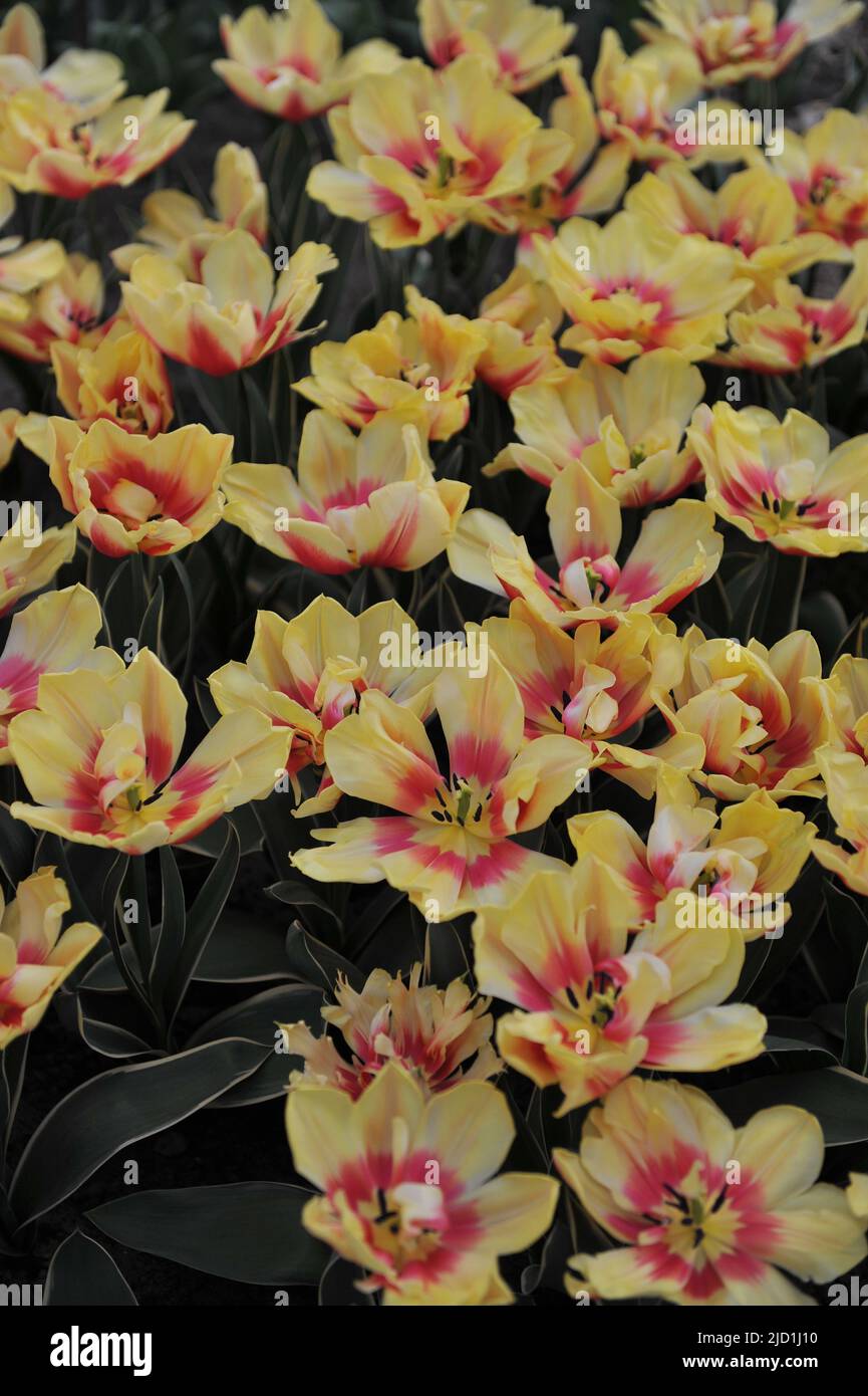 Yellow and red Double Late tulips (Tulipa) Ophelia with variegated ...