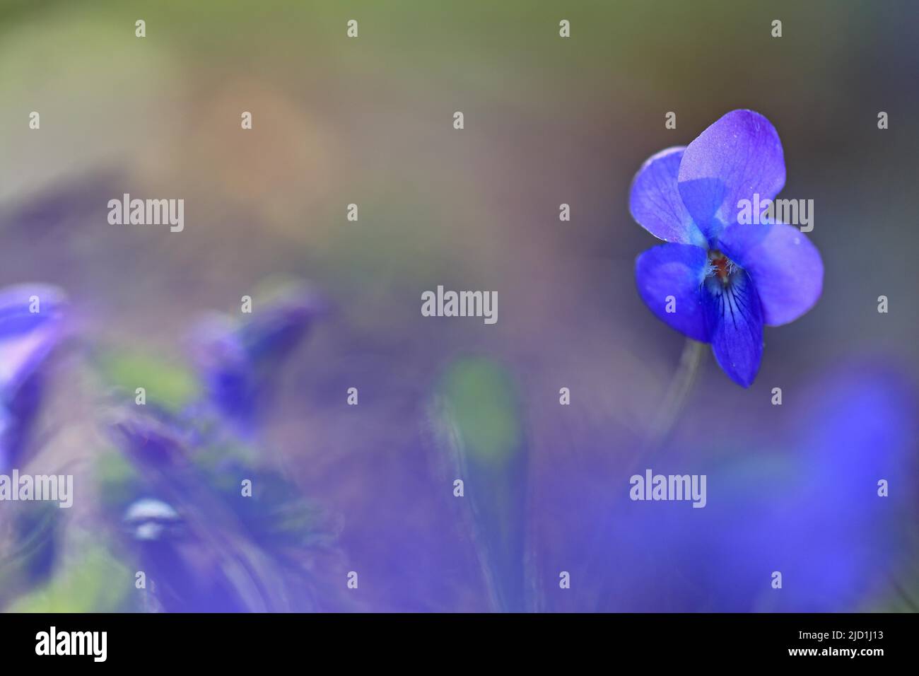 Wood violet (Viola reichenbachiana), Violet family (Violaceae), spring ...