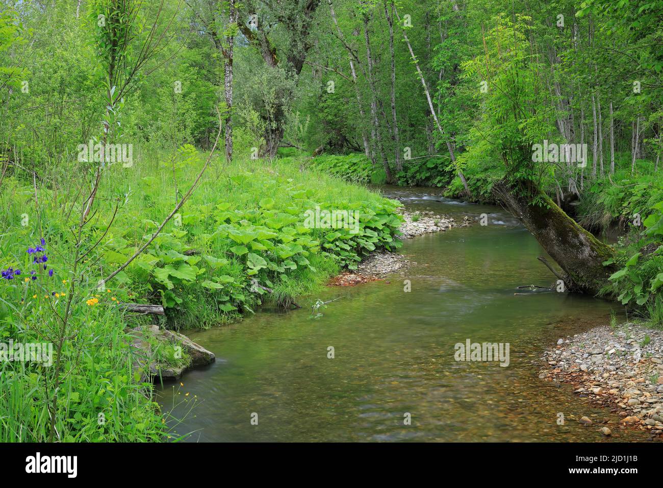 Leaves of the common butterbur (Petasites hybridus) at a stream ...