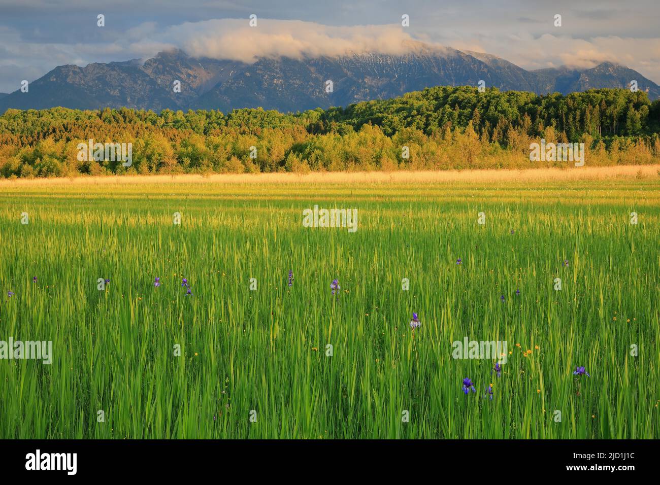 Siberian iris (Iris sibirica), Liliaceae, Ranunculus, Ranunculaceae ...