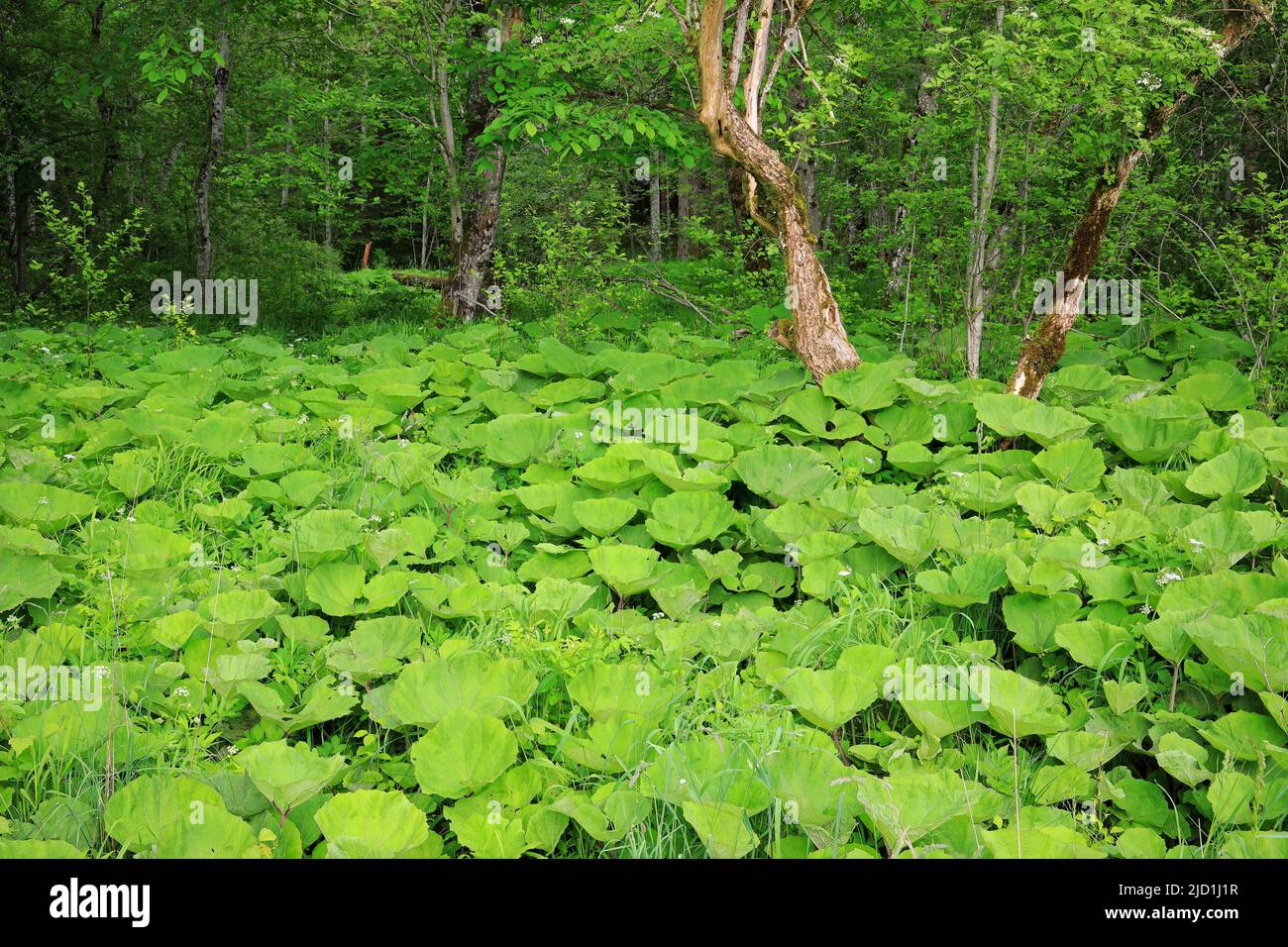 Leaves of the common butterbur (Petasites hybridus) at a stream ...