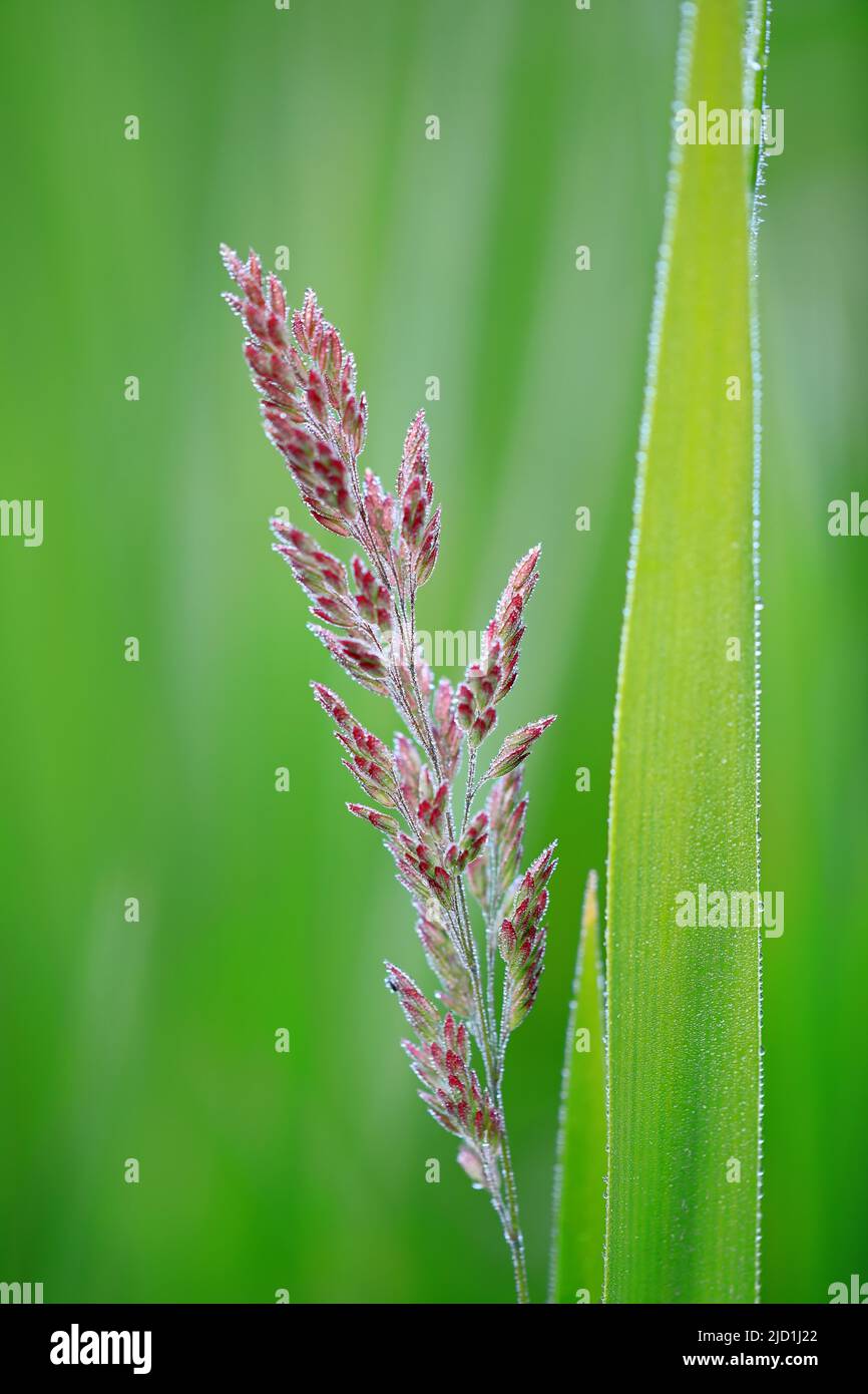 Common reed (Phragmites australis), flower, wet meadow, Murnauer moss ...