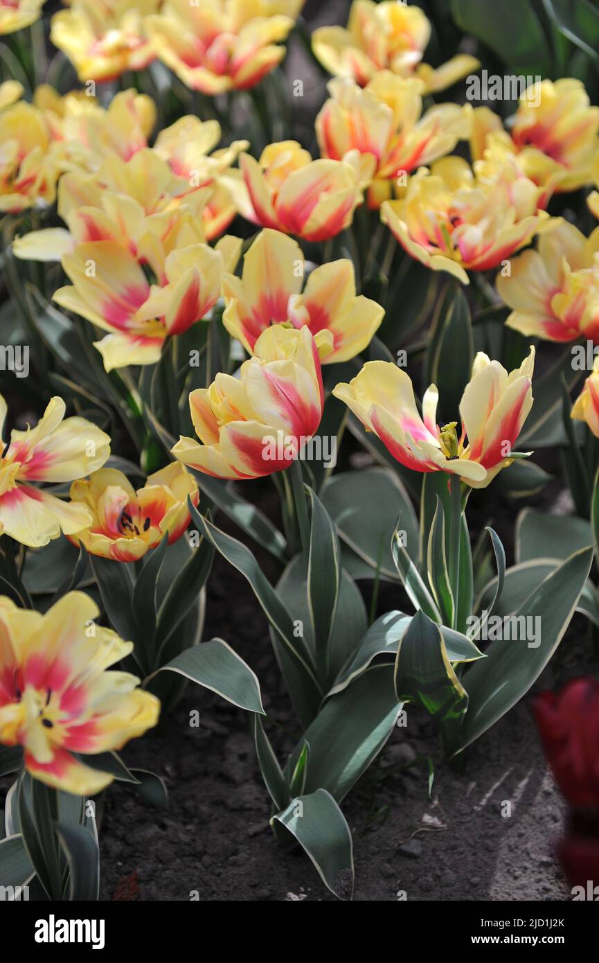 Yellow and red Double Late tulips (Tulipa) Ophelia with variegated ...