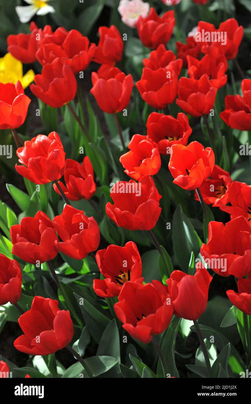 Red Triumph tulips (Tulipa) Opportunity in a garden in April Stock ...