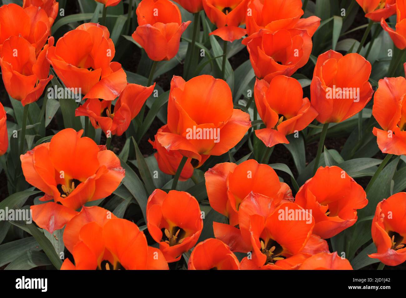 Greigii tulips (Tulipa) Orange Elite bloom in a garden in April Stock ...