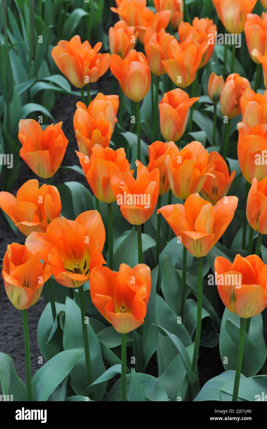 Yellow emperor flower hi-res stock photography and images - Alamy