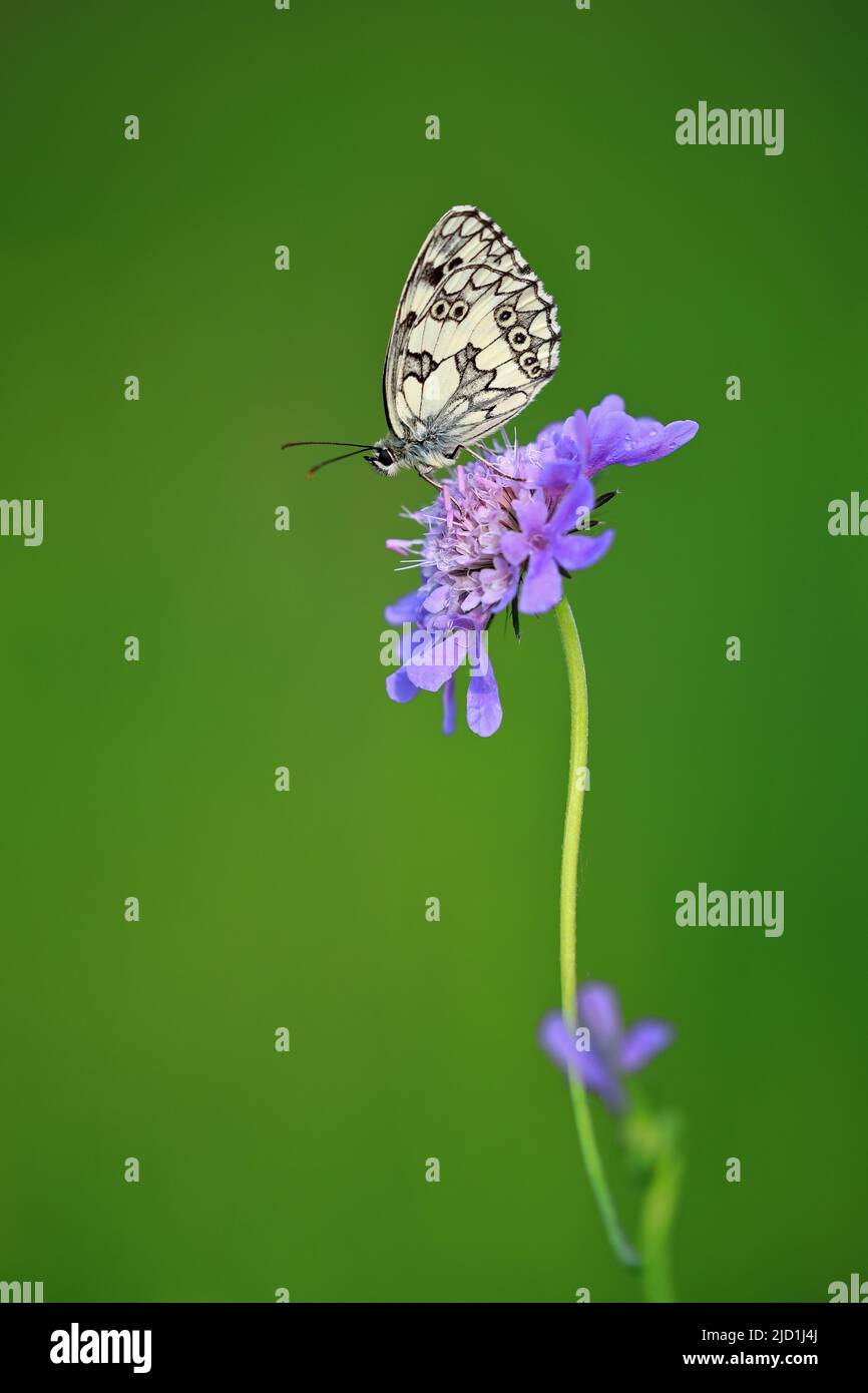 Checkered butterfly (Melanargia galathea), Butterfly, field scabious ...