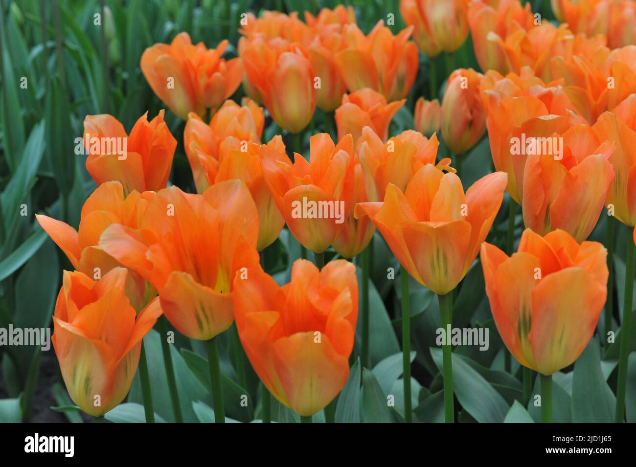 Tulip red emperor fosteriana tulip hi-res stock photography and images - Alamy