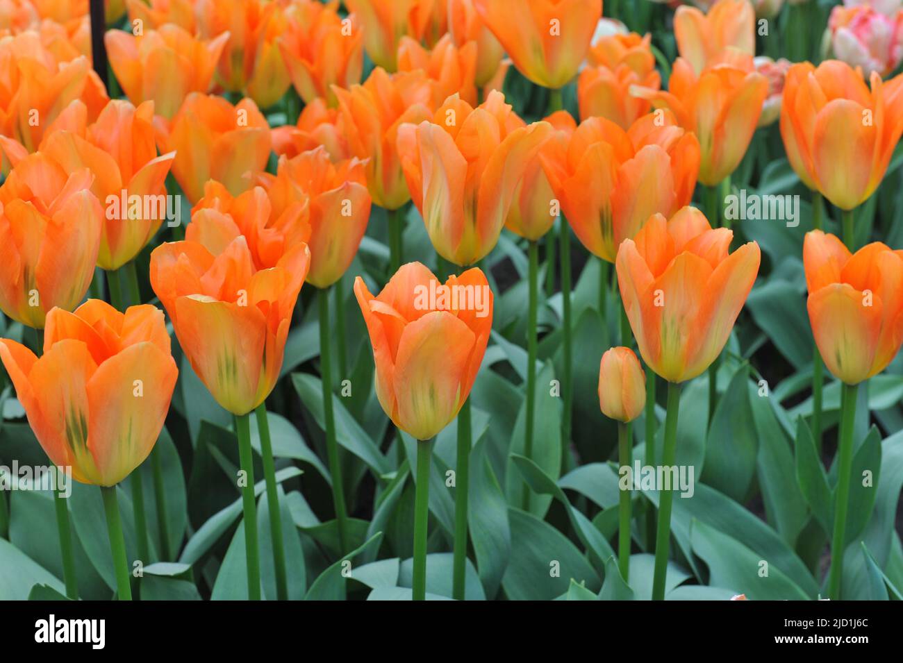 Fosteriana tulips (Tulipa) Orange Emperor bloom in a garden in March ...