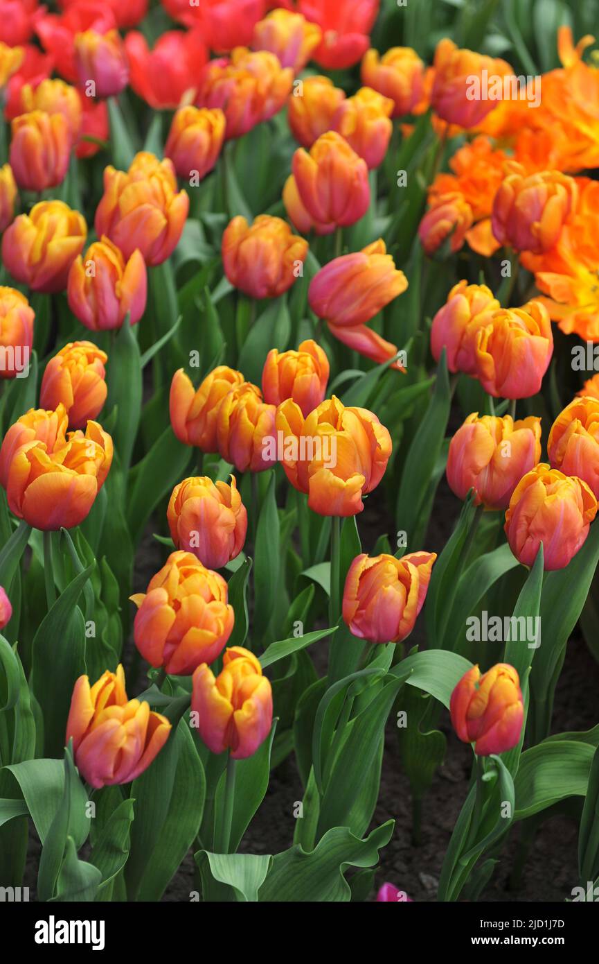 Yellow with a pink base Triumph tulips (Tulipa) Orange Legion bloom in ...