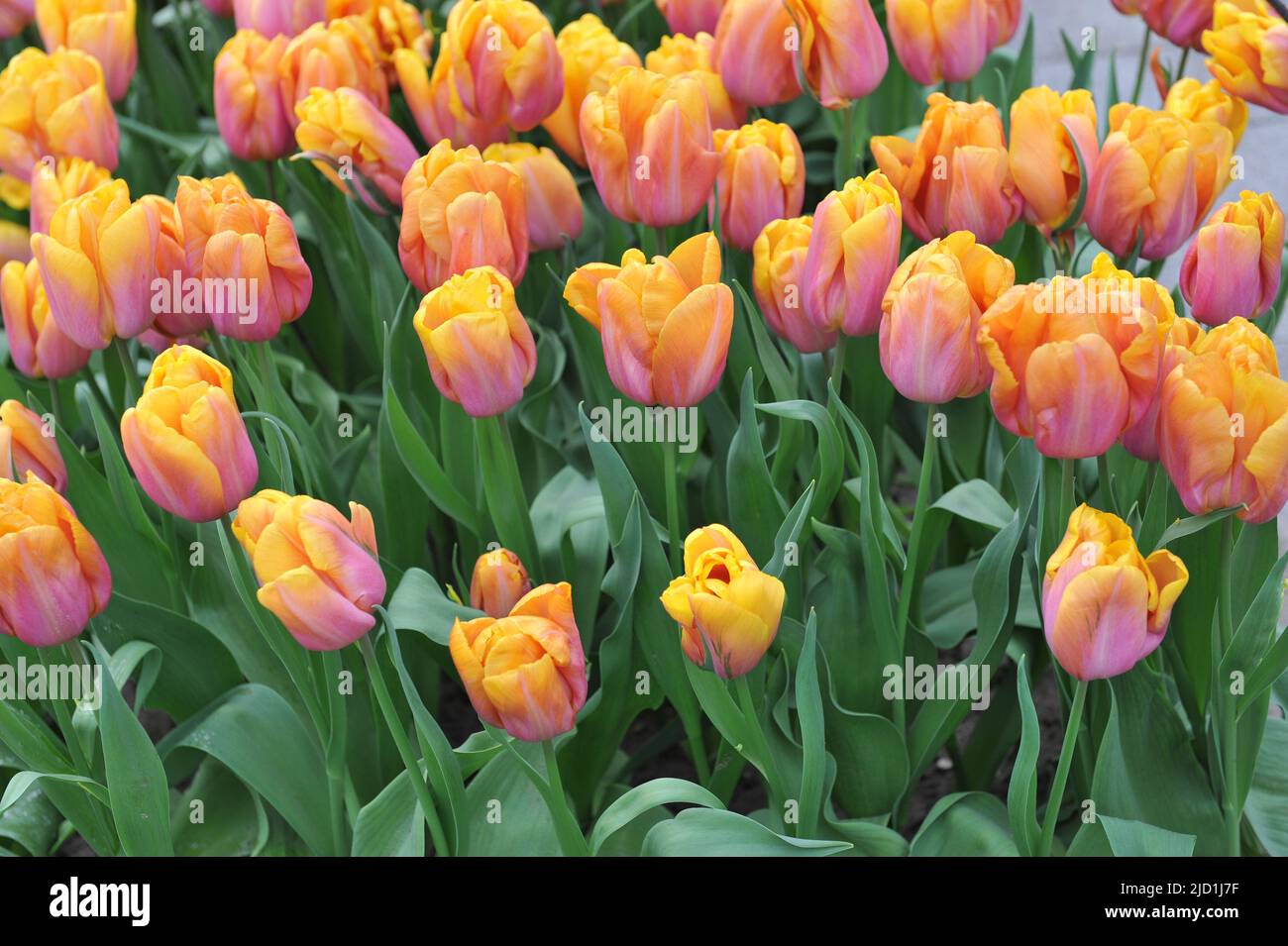 Yellow with a pink base Triumph tulips (Tulipa) Orange Legion bloom in ...