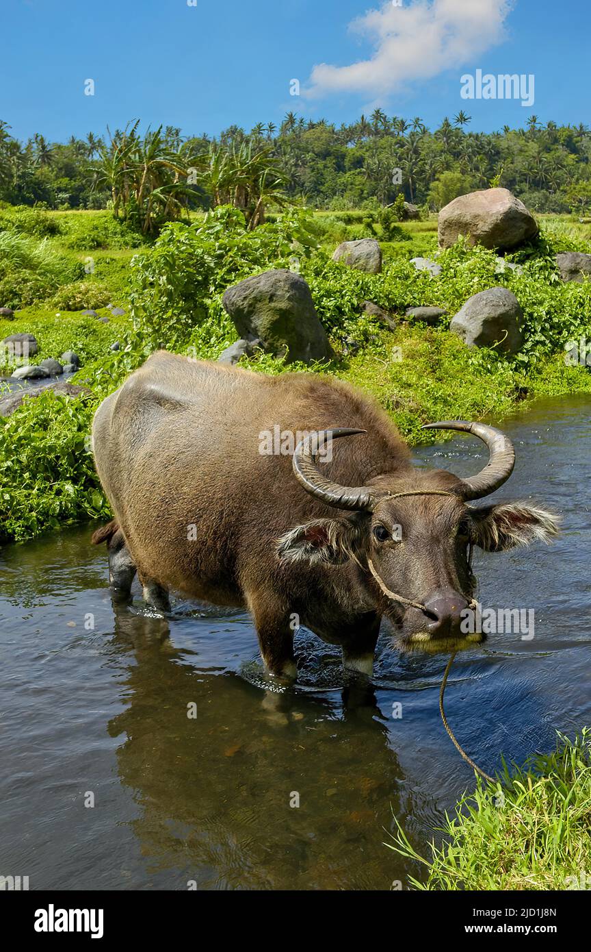 Asian water buffalo (Bubalus arnee) tethered to shore standing in small ...