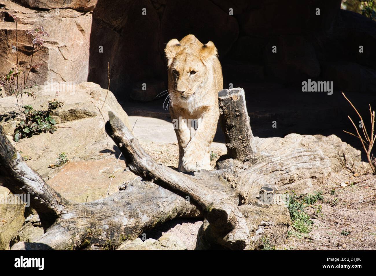 young lioness walking over stones looking at the viewer. Animal photo ...