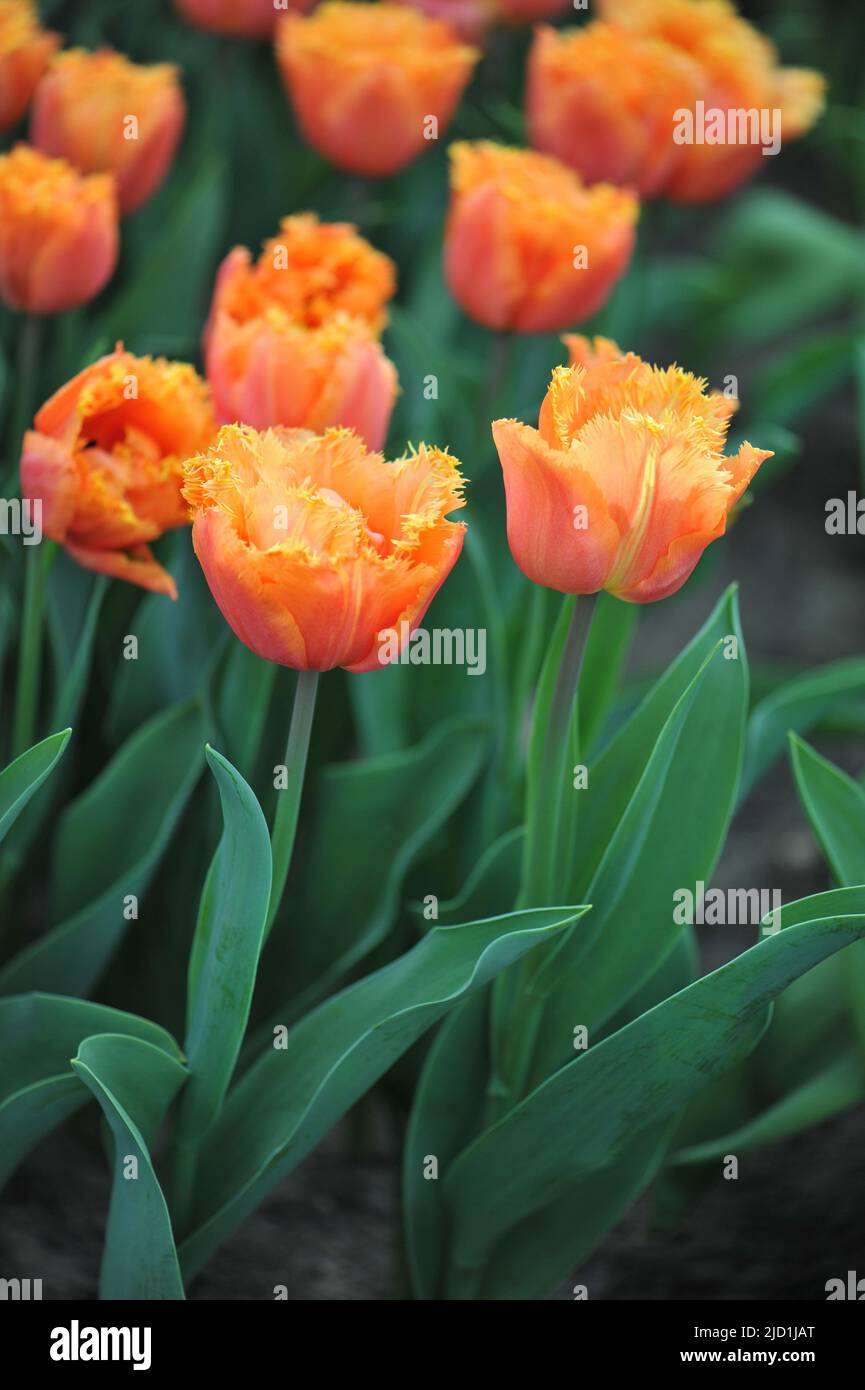 Double fringed tulip hi-res stock photography and images - Alamy