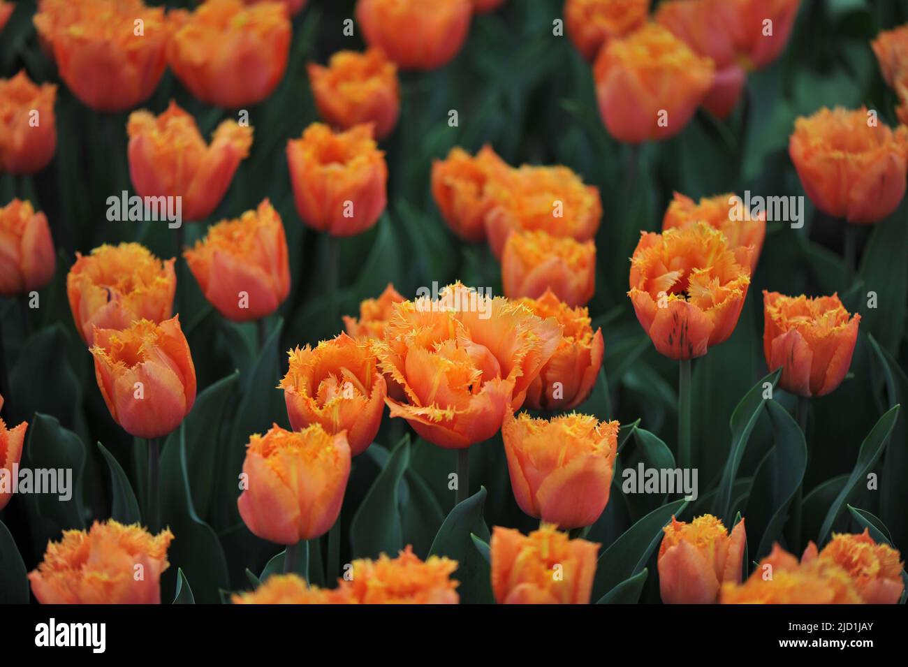 Double fringed tulips (Tulipa) Orange Passion bloom in a garden in ...