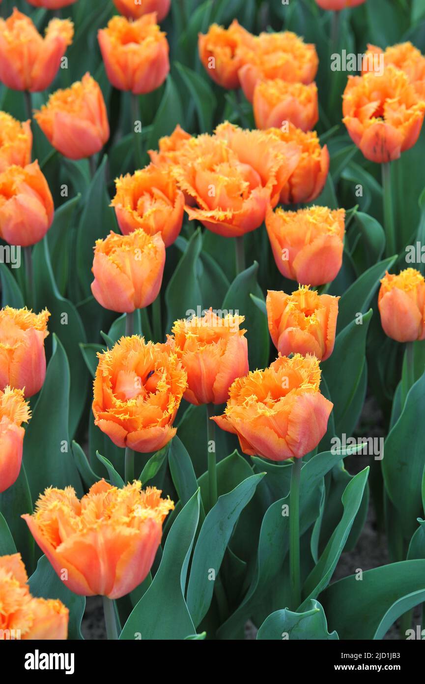 Double fringed tulips (Tulipa) Orange Passion bloom in a garden in ...