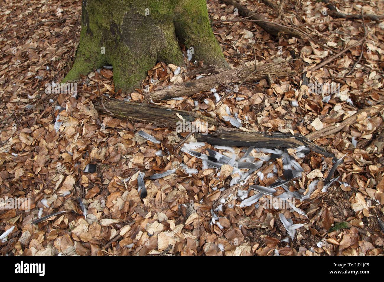 Plucking of a pigeon in the forest by bird of prey in Eltville im ...